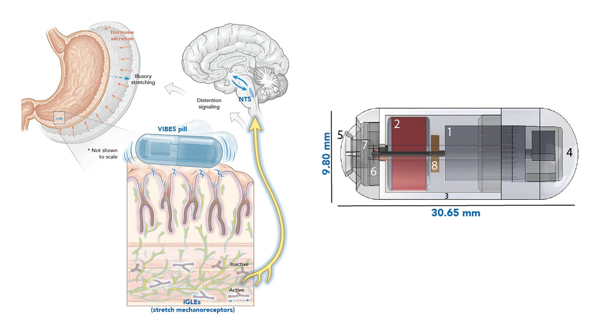Scientists create a vibrating pill that reduces appetite
