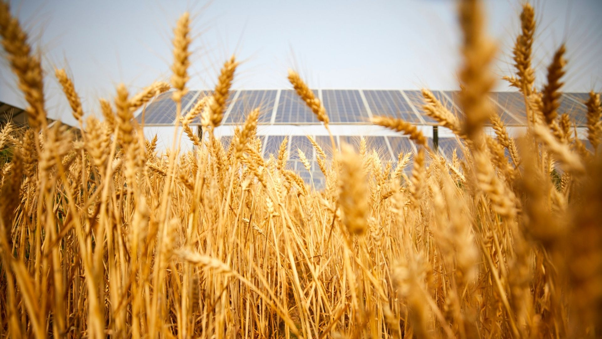 Pioneering collaboration introduces US' first vertical agrivoltaics system