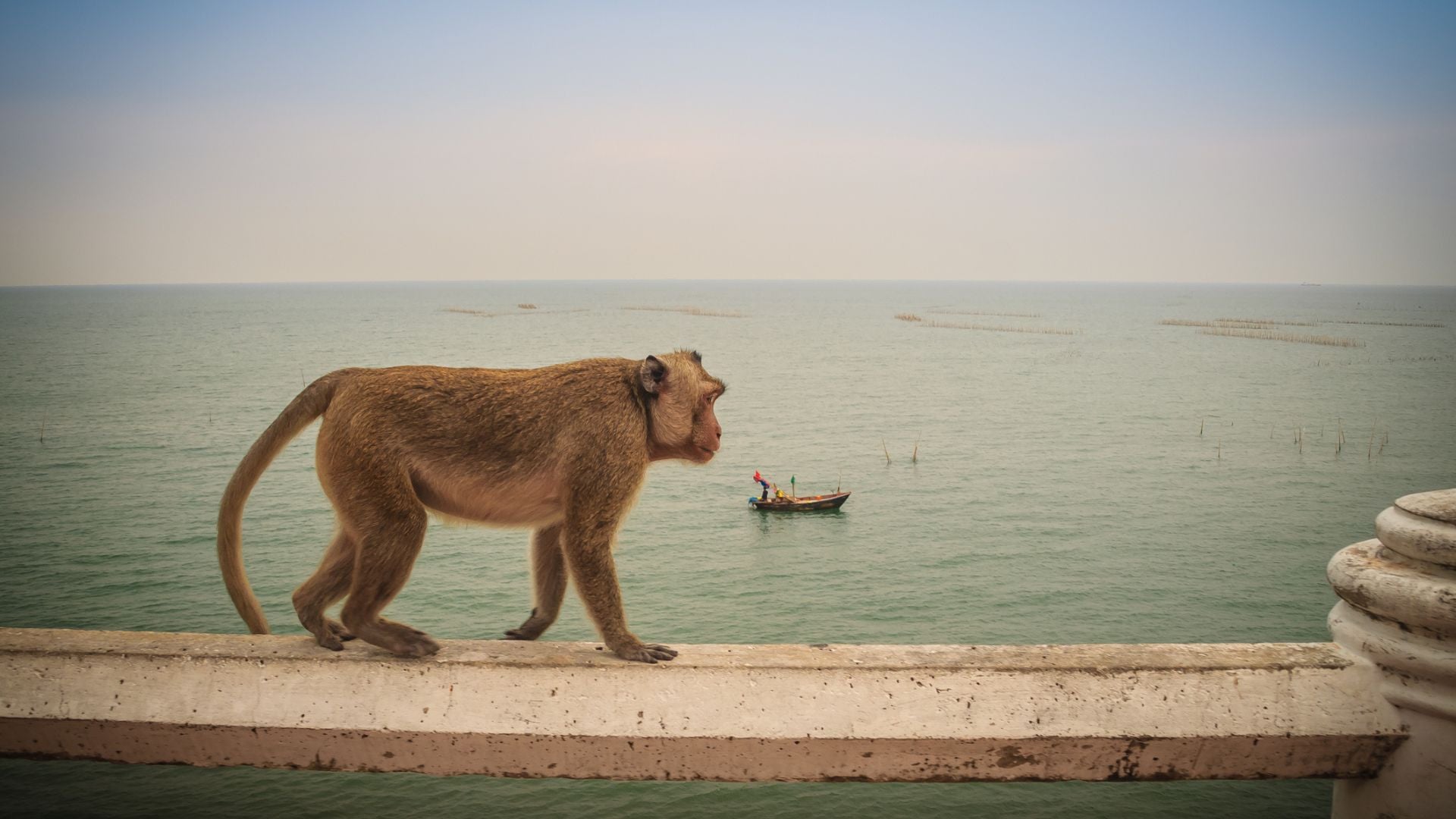 Monkeys used stone tools during COVID lockdown in Thailand, finds study