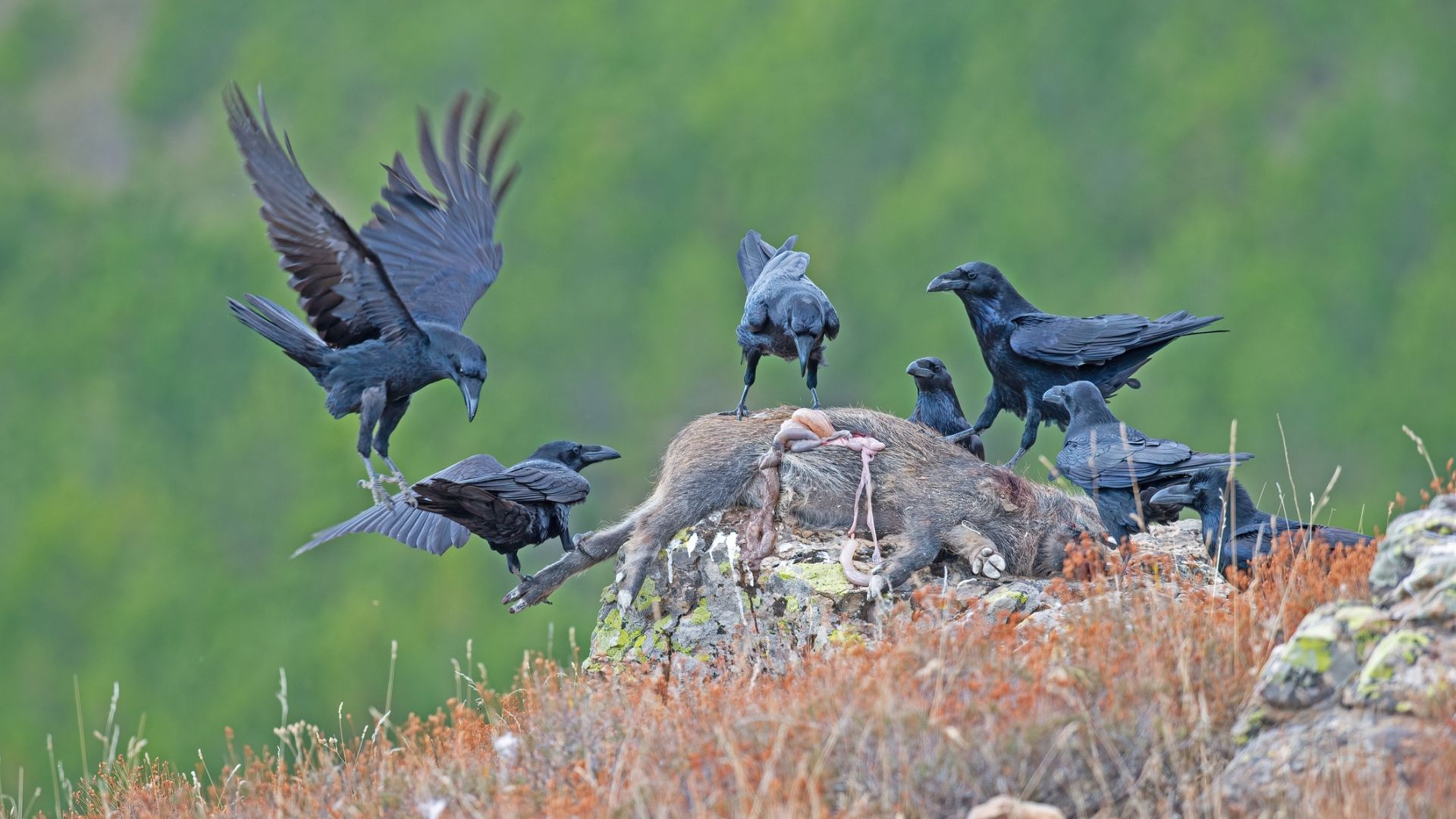 Bird brain brilliance: Corvids harness human-like memory