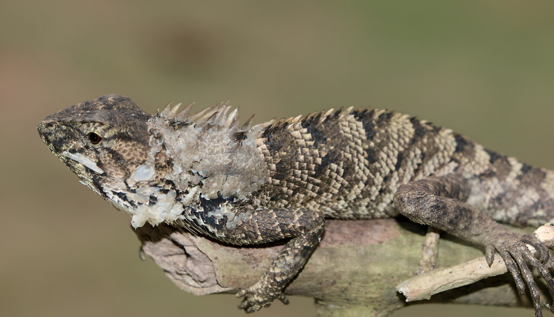 New lizard species discovered in South China and Northern Vietnam