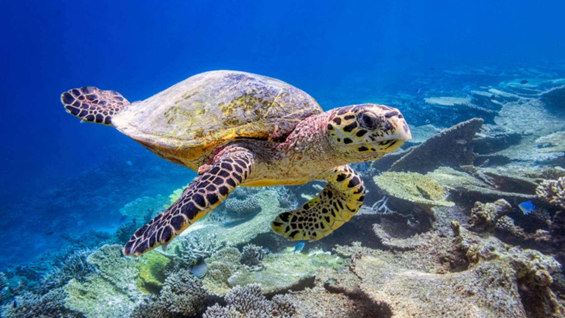 9 animal species at the highest risk of extinction- part 2