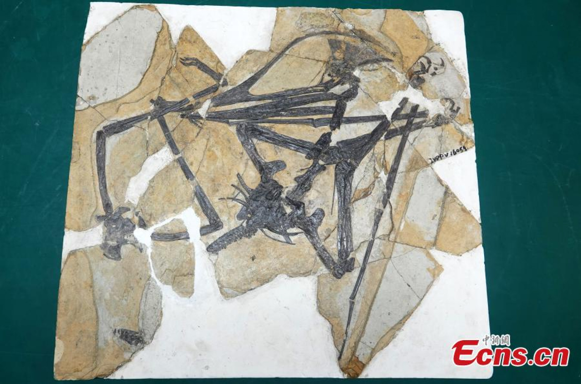 Rare toothless pterosaur fossil unearthed in China