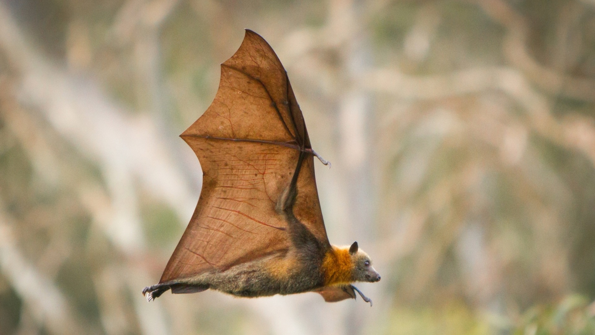 Forest bats steer clear of fast wind turbines, study finds