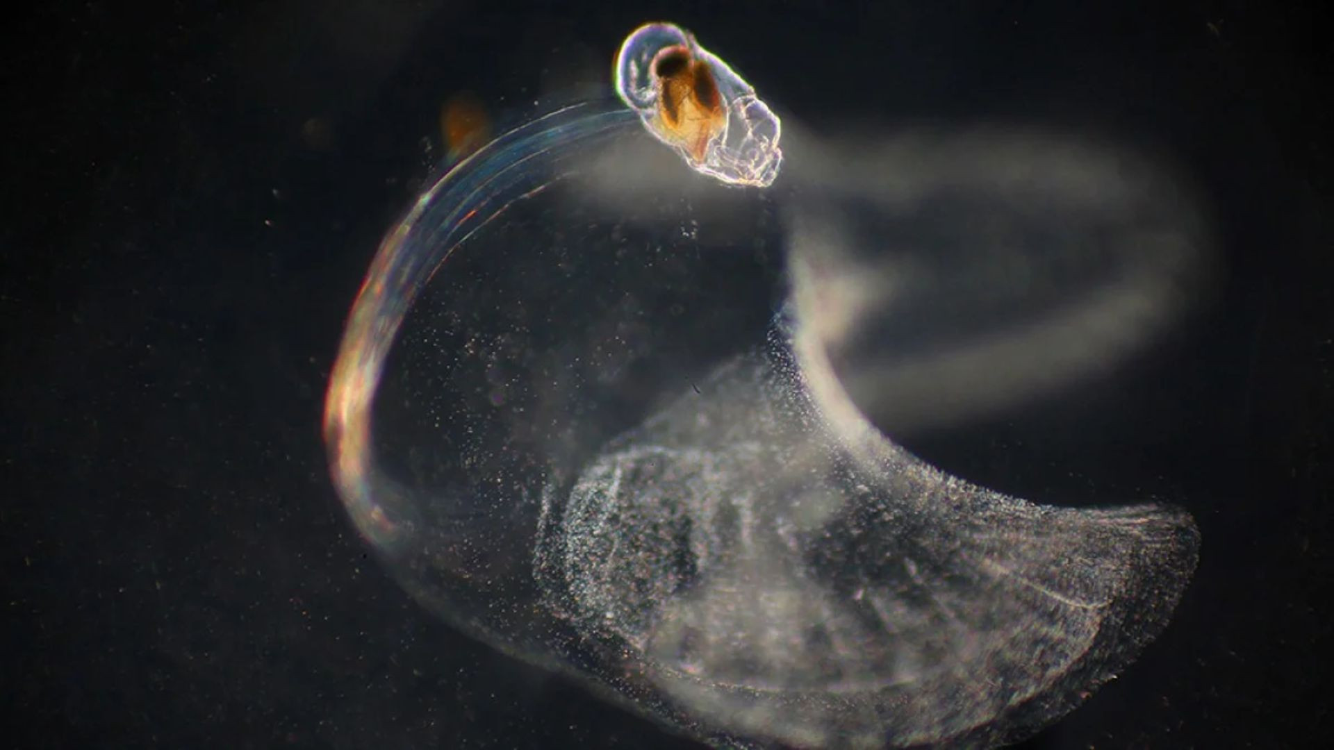 Tiny sea creature inspires scientists to build efficient water pumps