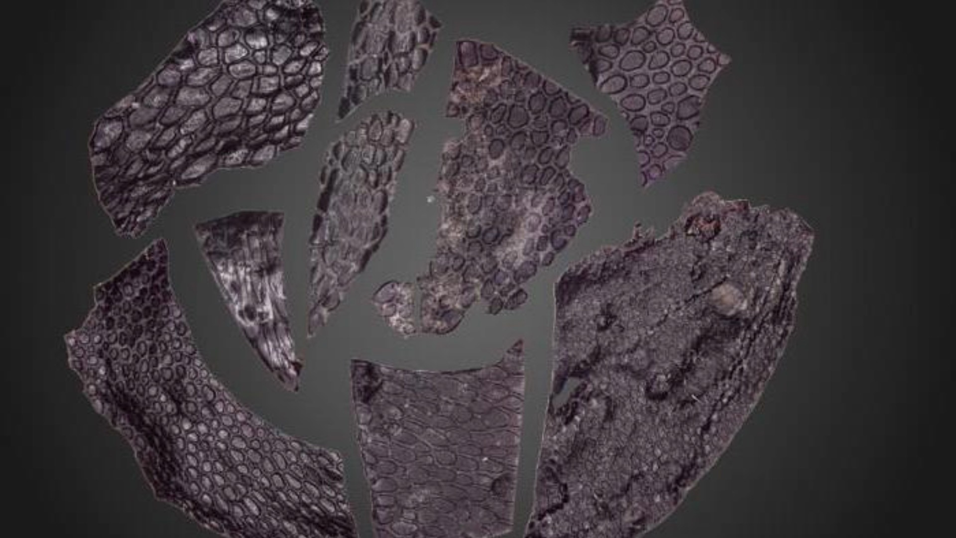 Oldest skin fossil, dating back 21 million years, found in Oklahoma