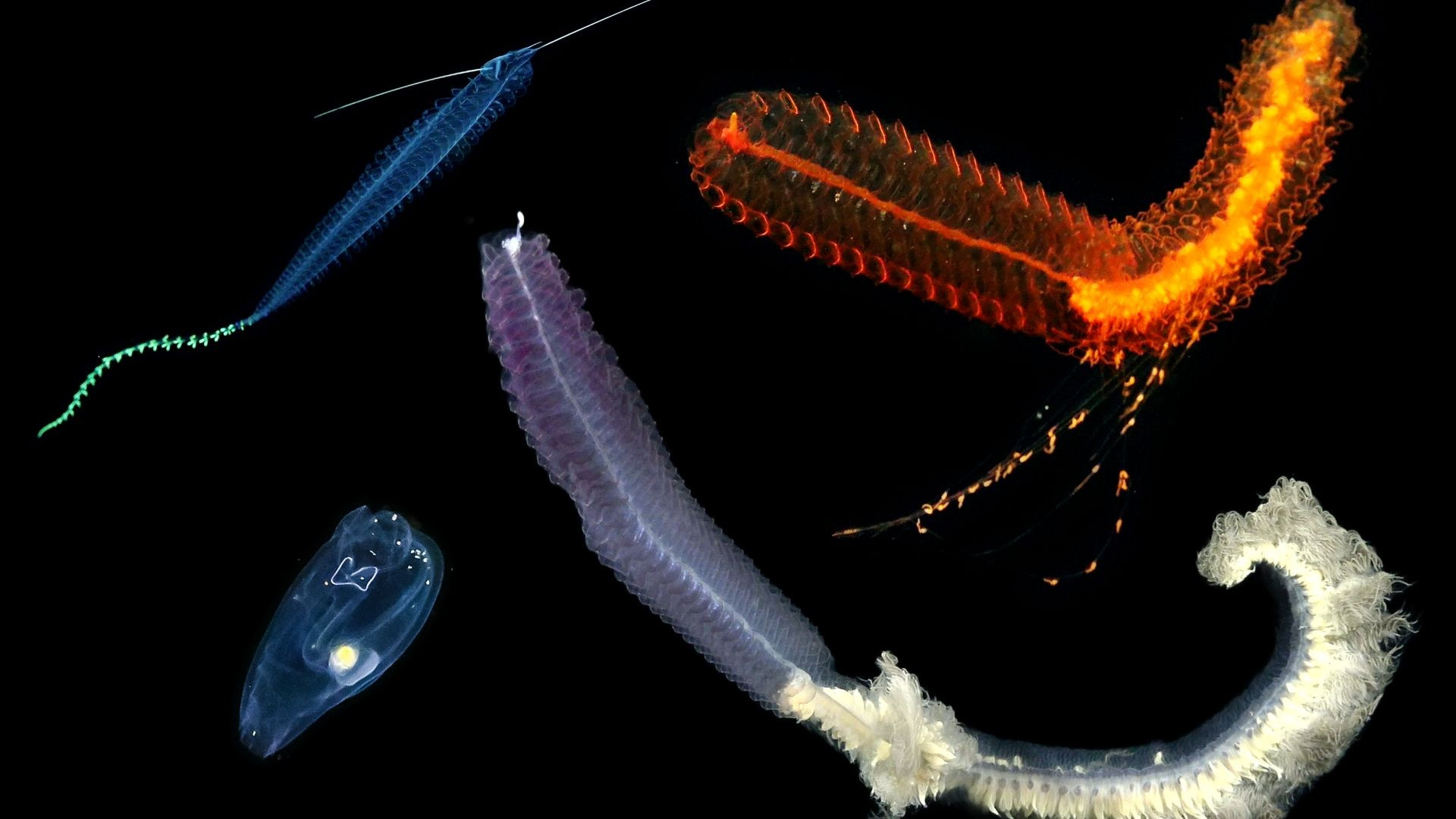 Tech yields high-res 3D shots of deep-sea creatures in mins