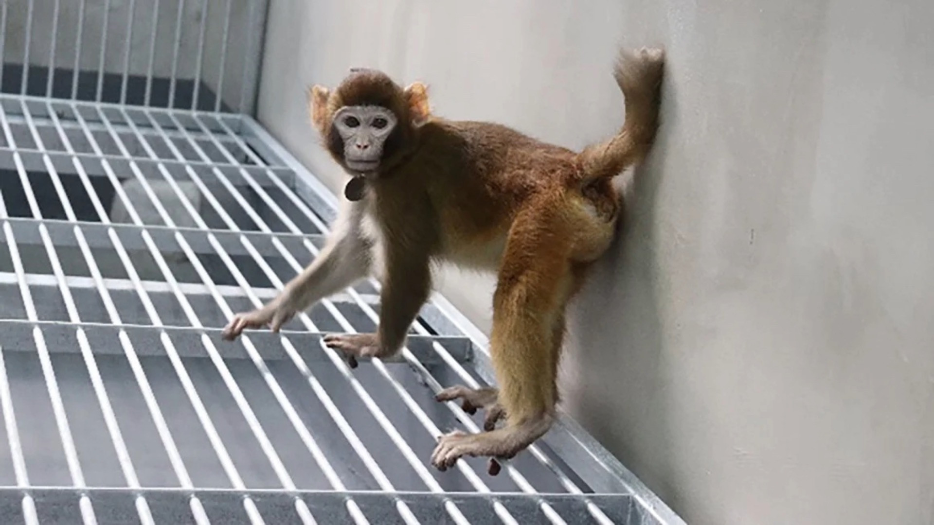 China creates first-ever cloned rhesus monkey to advance medical trials