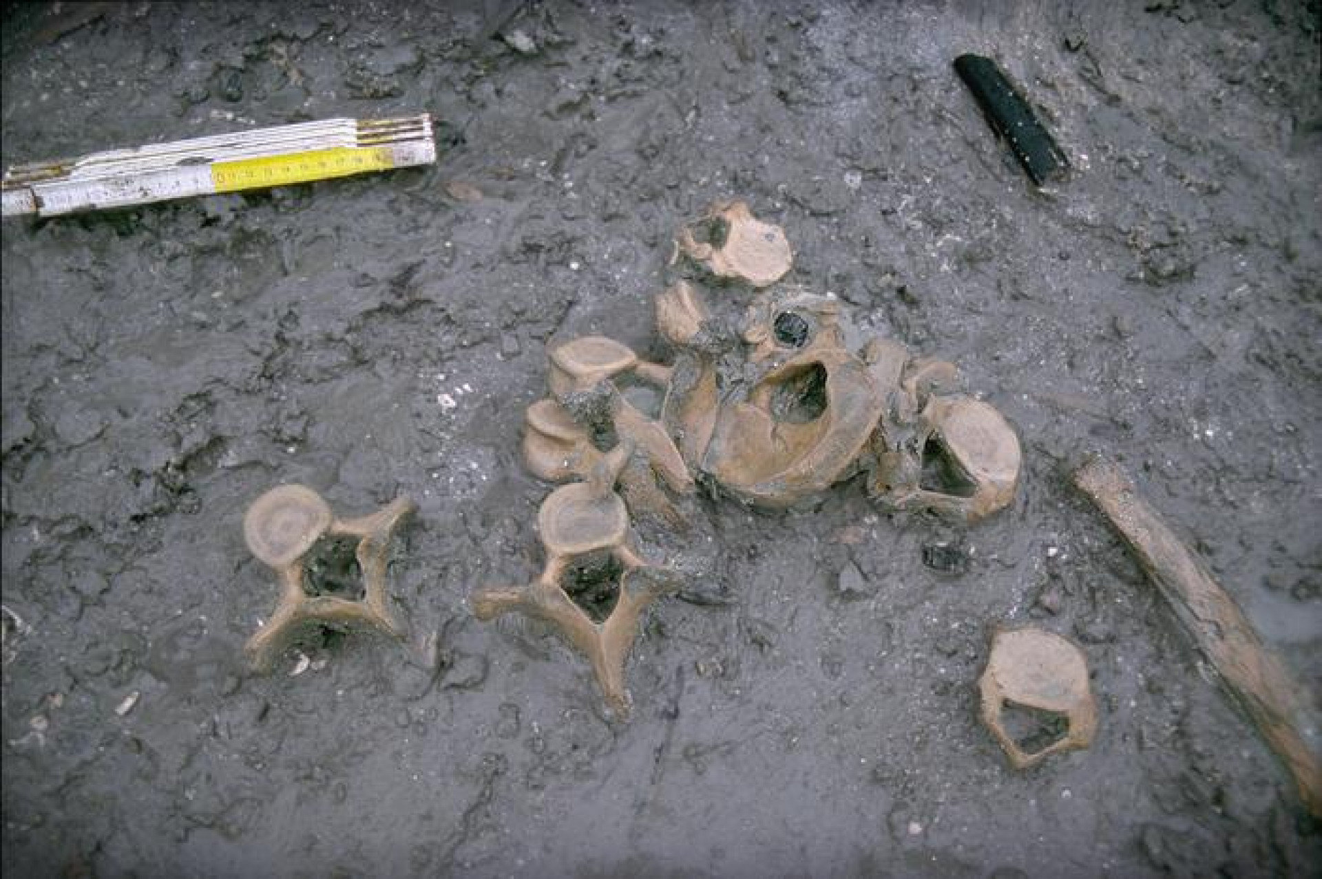 A chewing gum from the stone age shows their eating habits