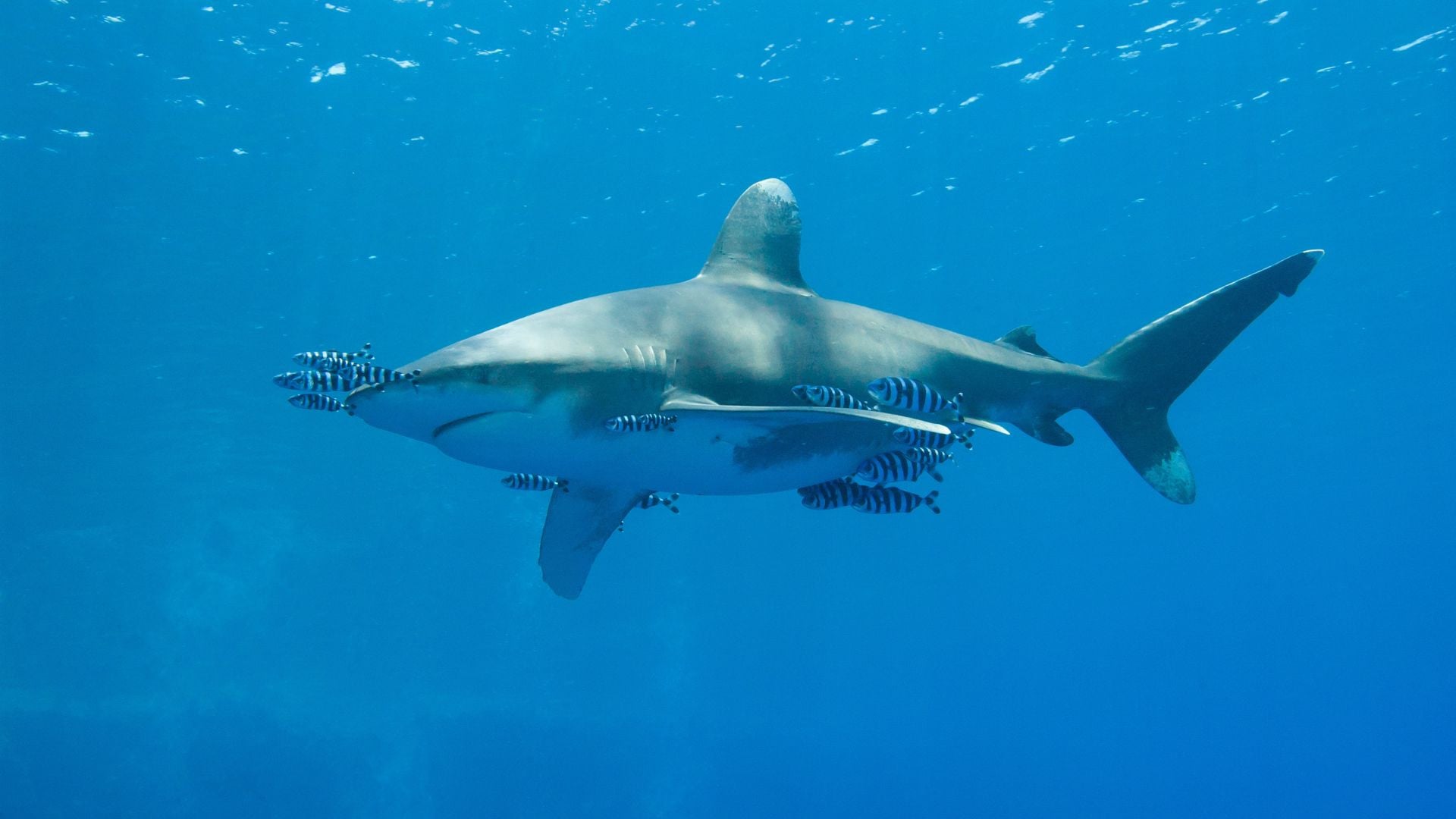 New study shows how thresher sharks move their tails
