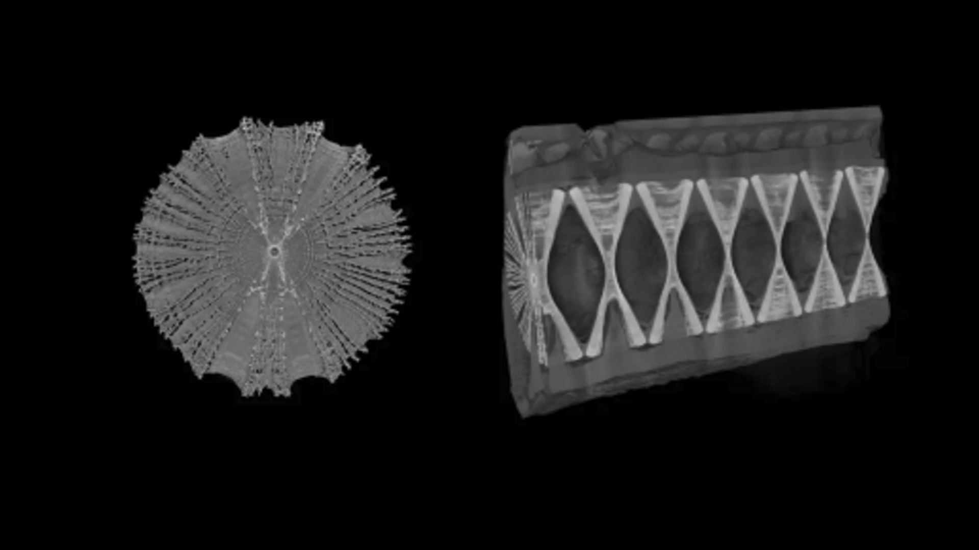 New study shows how thresher sharks move their tails