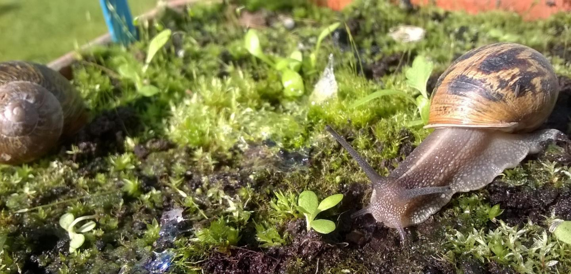 10 of the slowest animals in the world - part 1