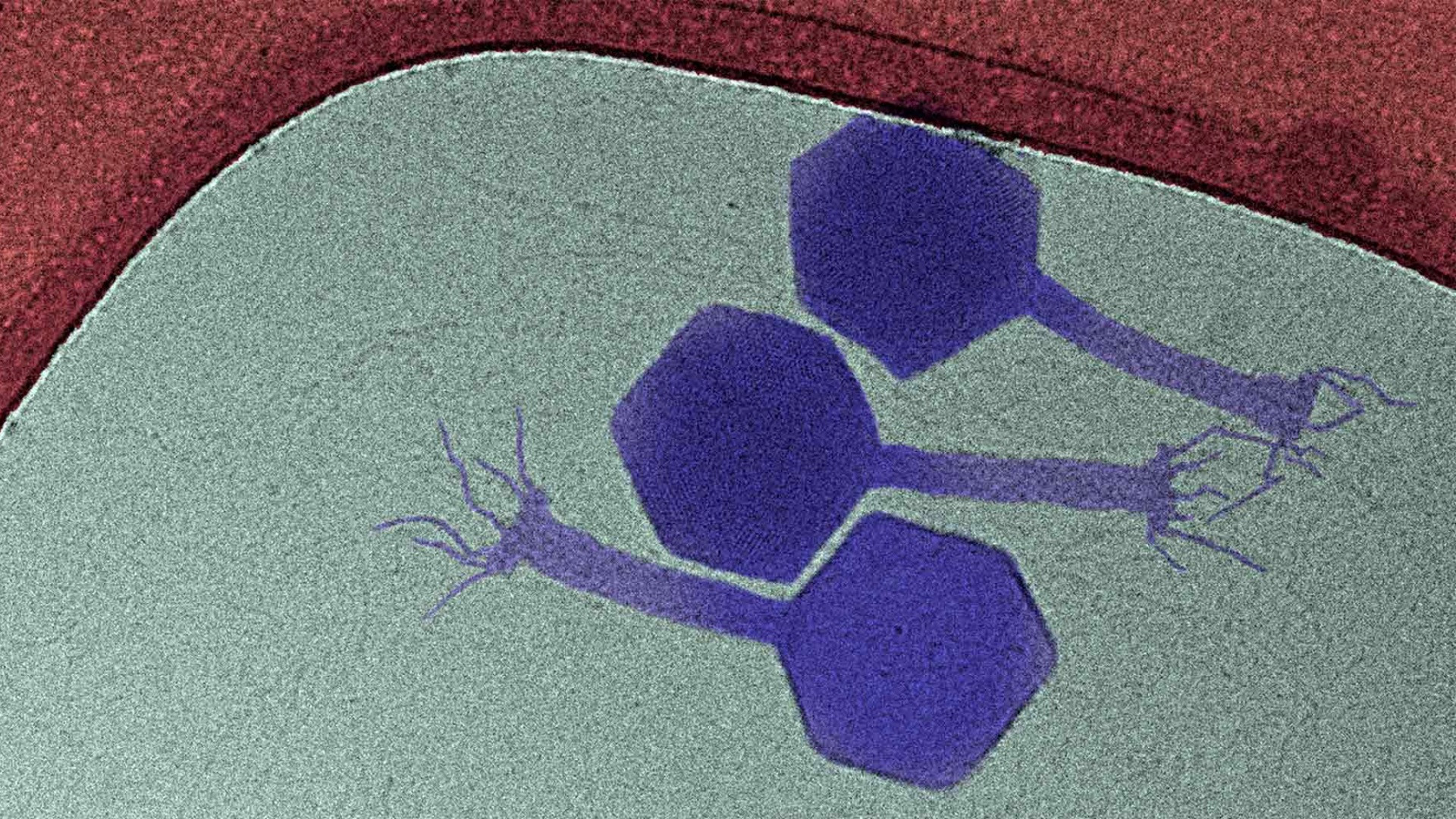 Researchers discover new virus warrior slaying deadly superbug in sleep