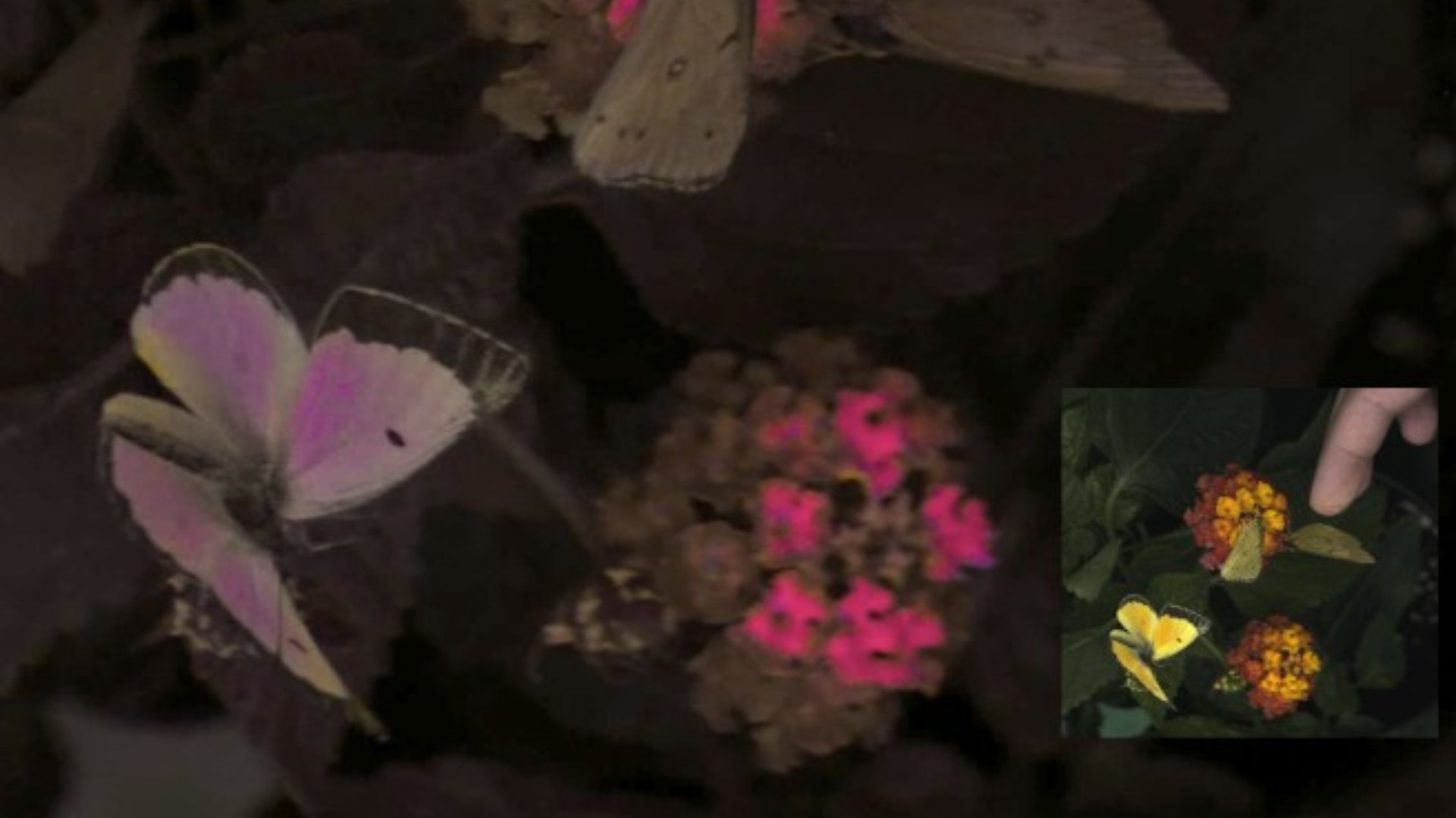 Showing the colored world of animals via a new camera system