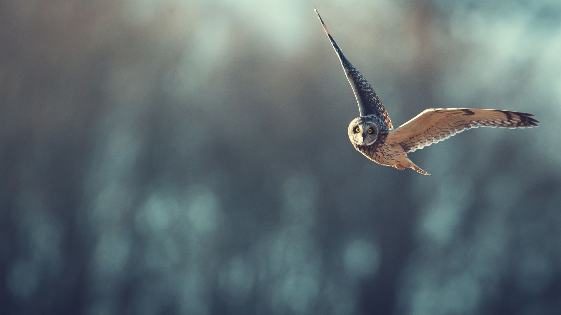 Owl flight whispers secrets of silent jet design to Japanese researchers