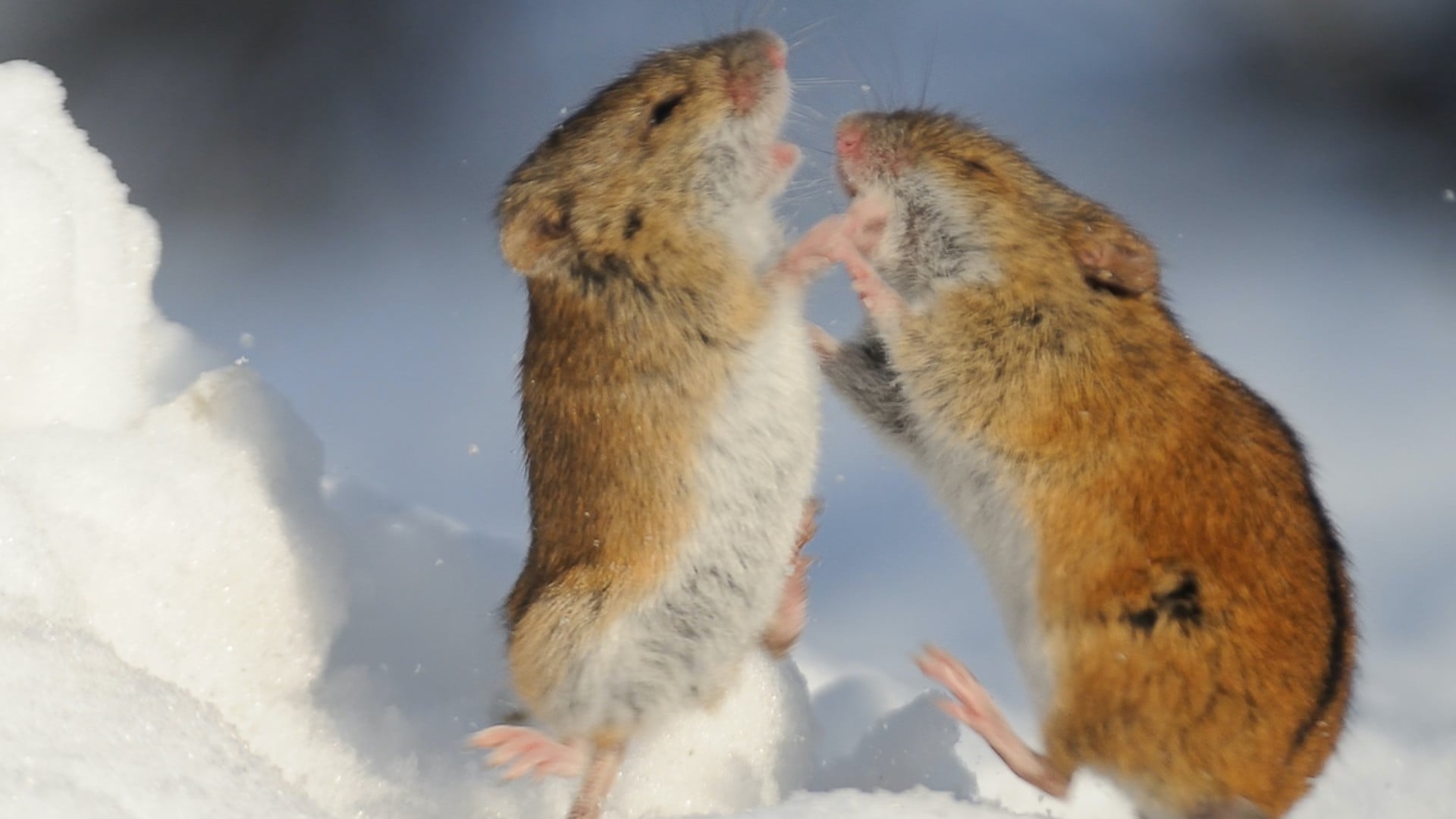 This is how mice avoid their bullies