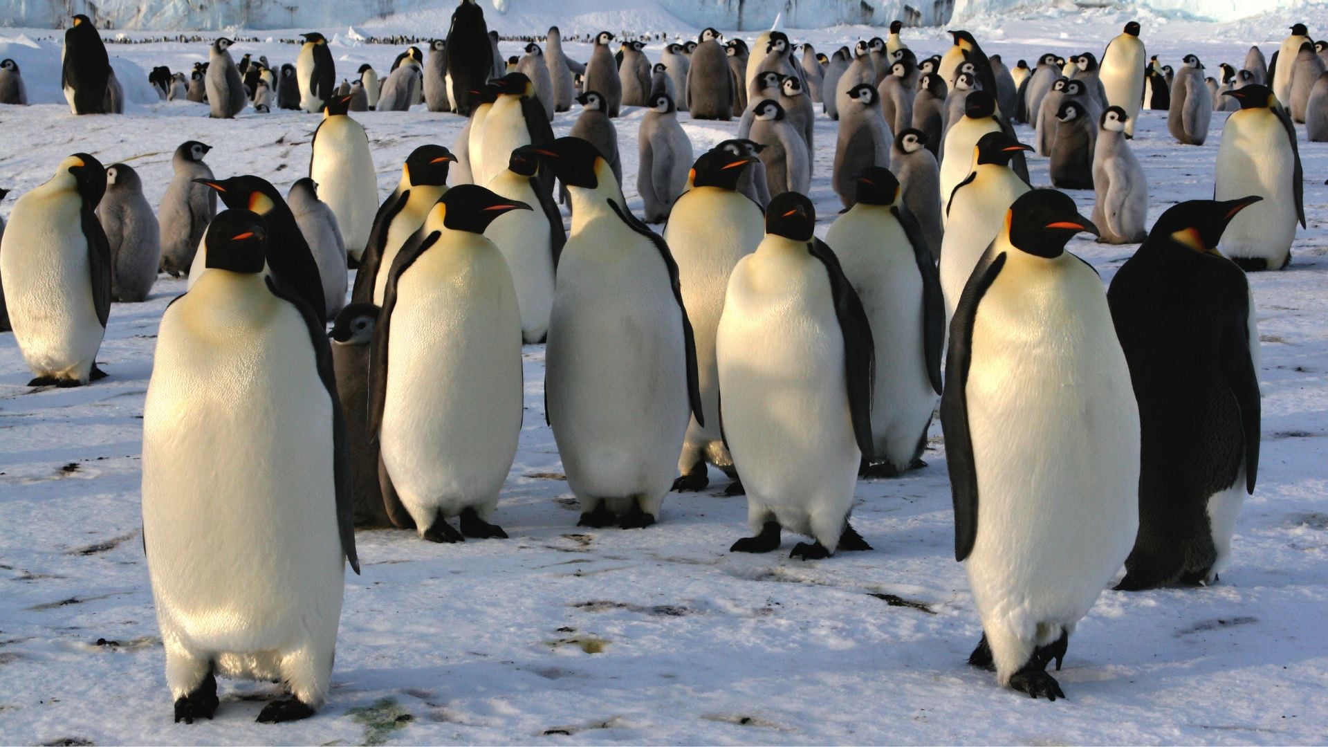 Satellite images reveal four new emperor penguin colonies in Antarctica