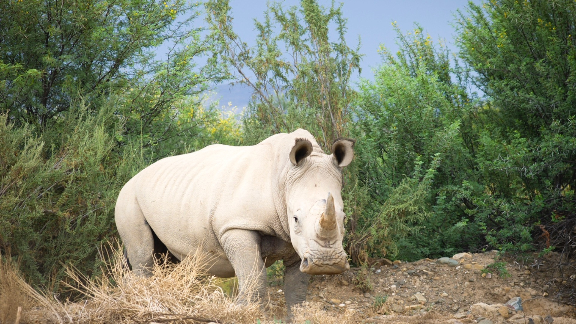 World's 1st rhino pregnancy via IVF offers hope to save species