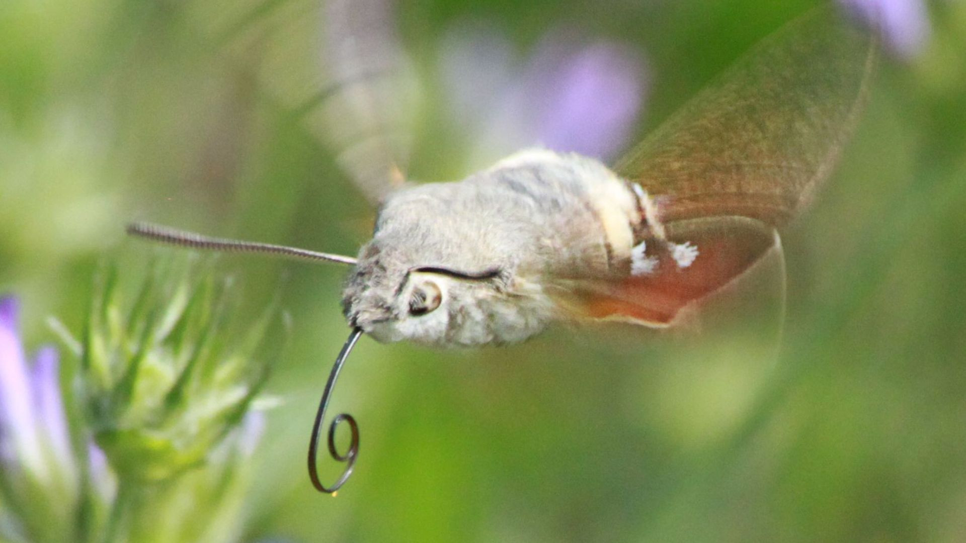 Hummingbird hawk moth uses sight to aim its long proboscis