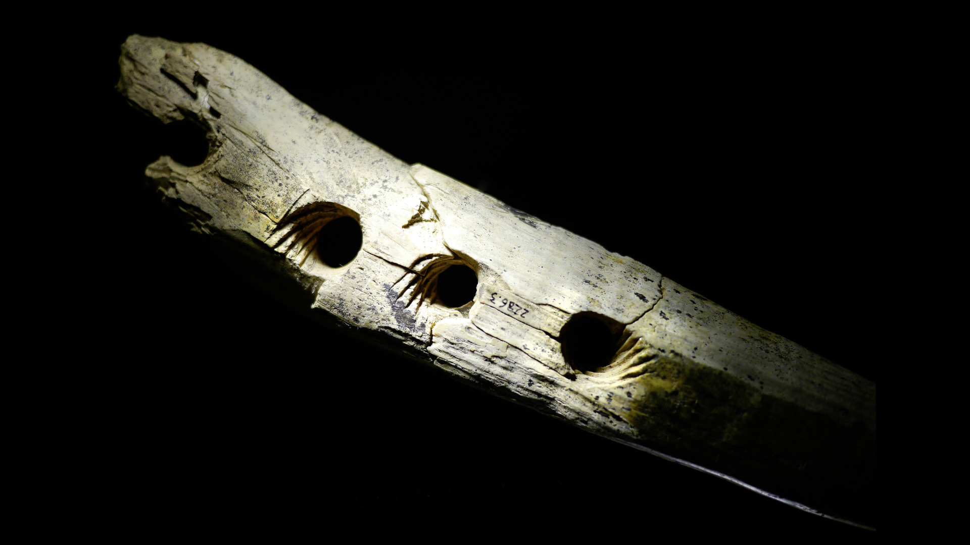 35,000-year-old ivory baton was not just a piece of art