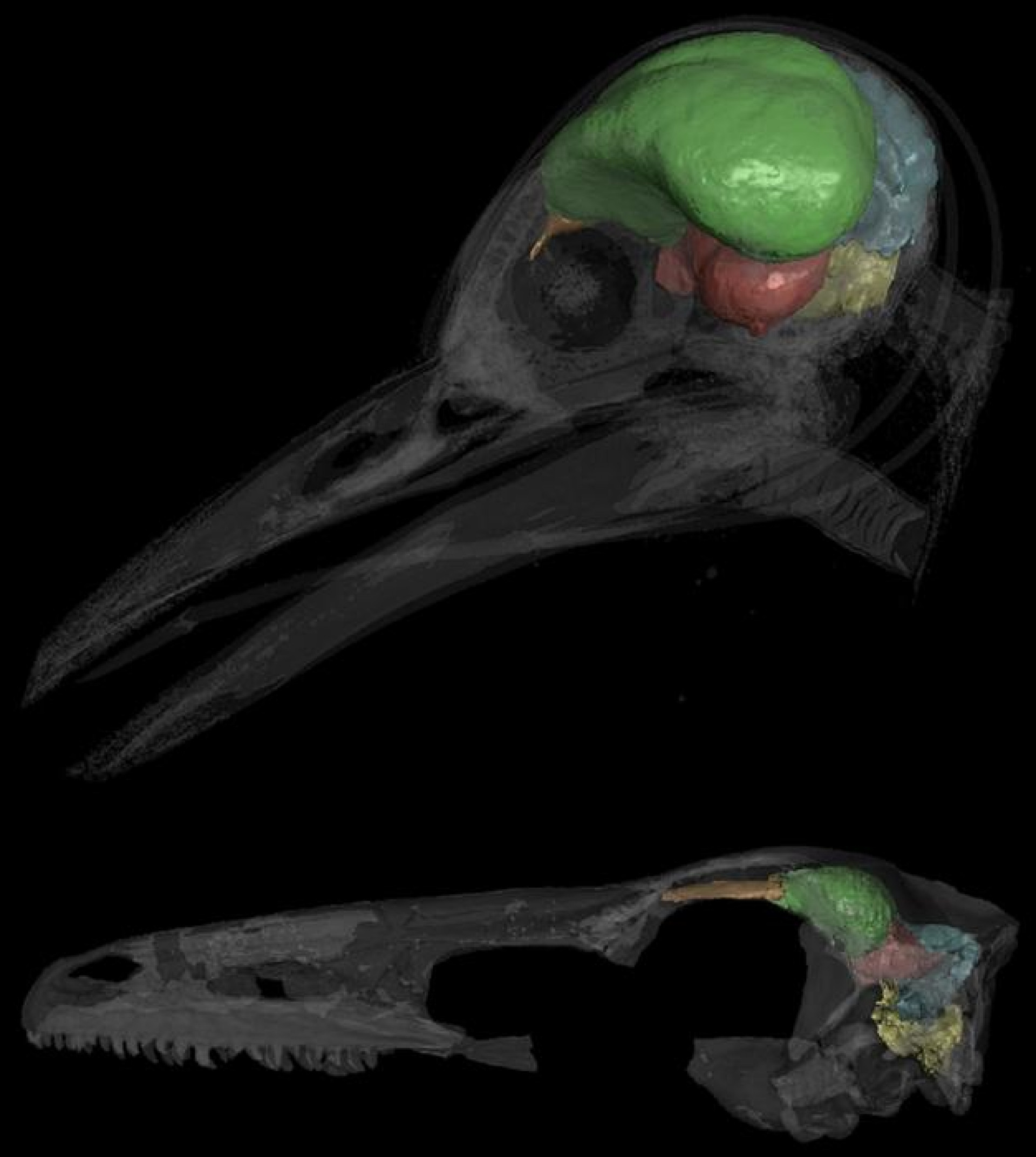 Scientists find flight evolution anchored in bird's cerebellum growth