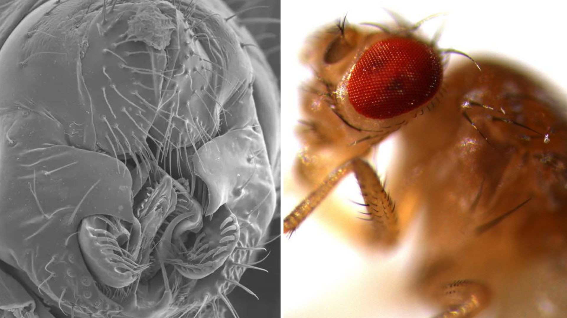 Fruit fly study: Sexual selection shapes genital evolution