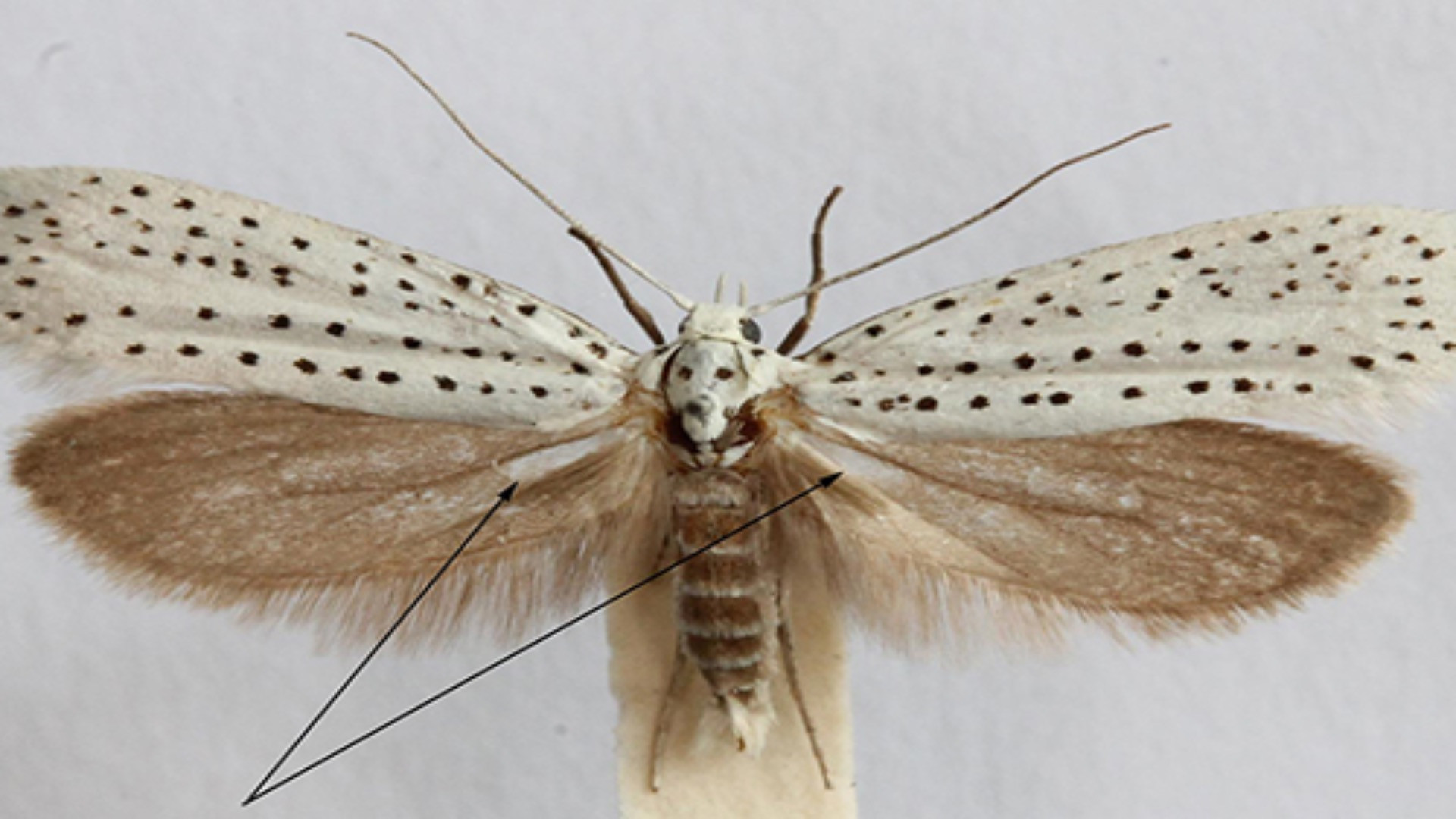 Deaf ermine moths outsmart predatory bats using ultrasonics