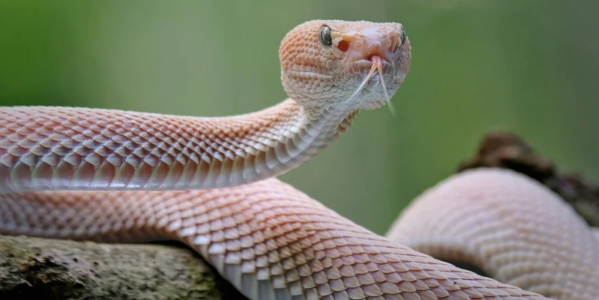 Mathematical model shows how pit vipers hunt at night