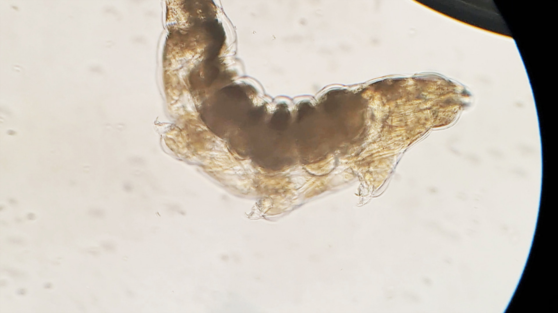 What tardigrades can teach us about life and death