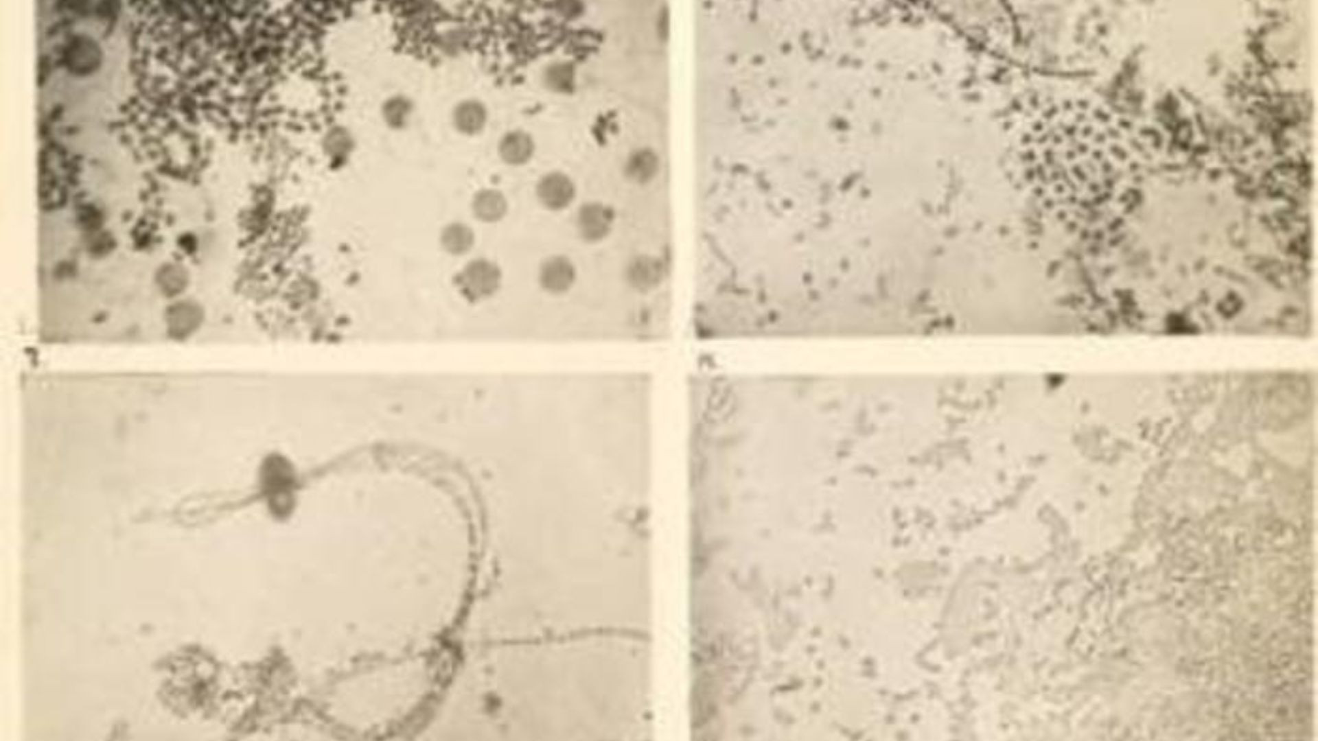 In photos: Charles Darwin's personal library unveiled for the first time