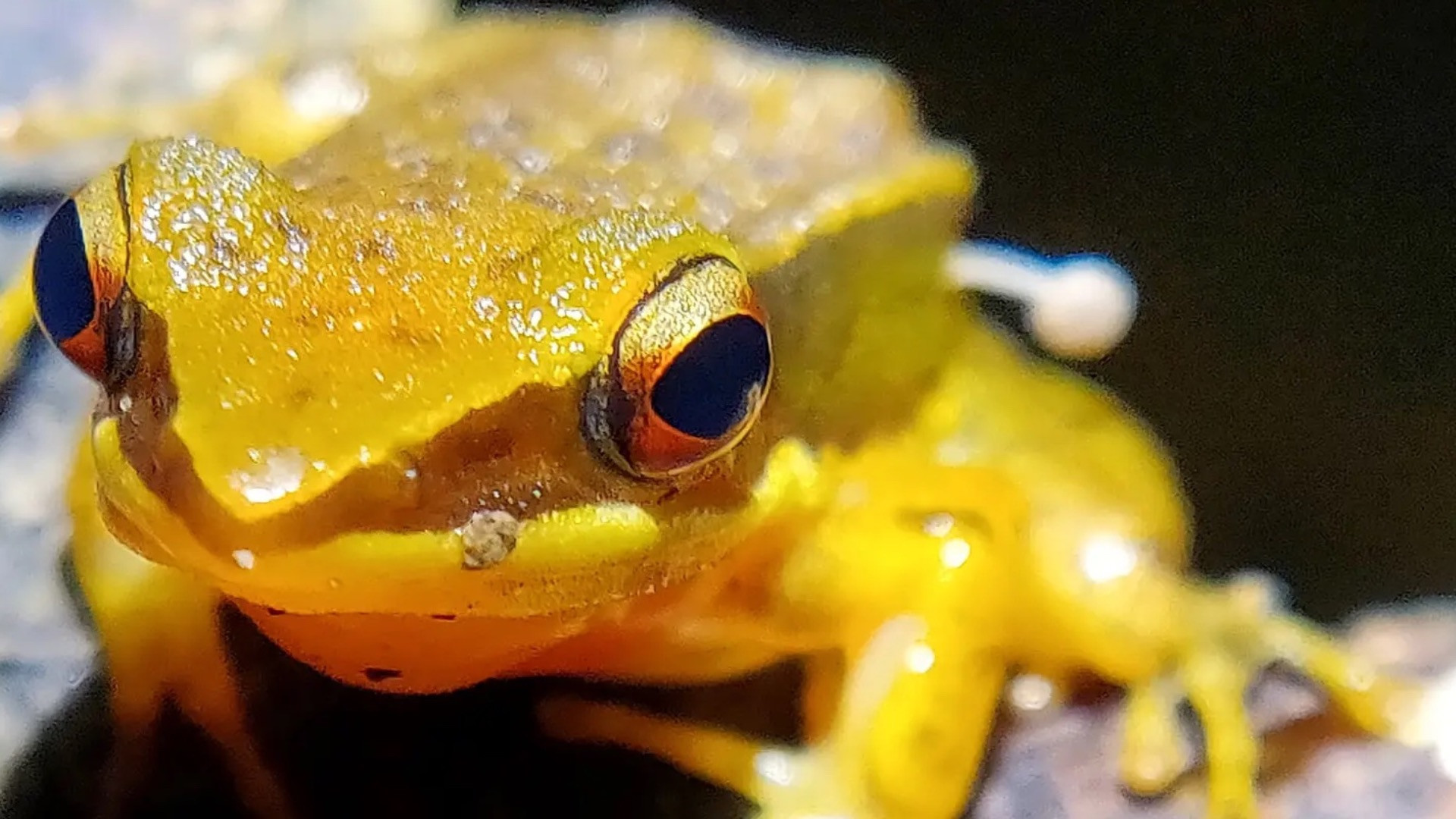 For the first time ever, a mushroom has grown out of a frog