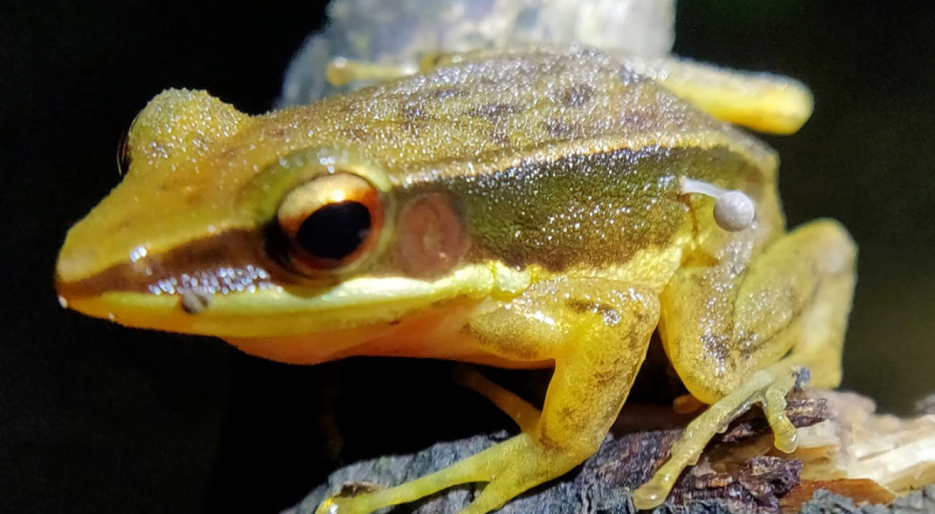 For the first time ever, a mushroom has grown out of a frog