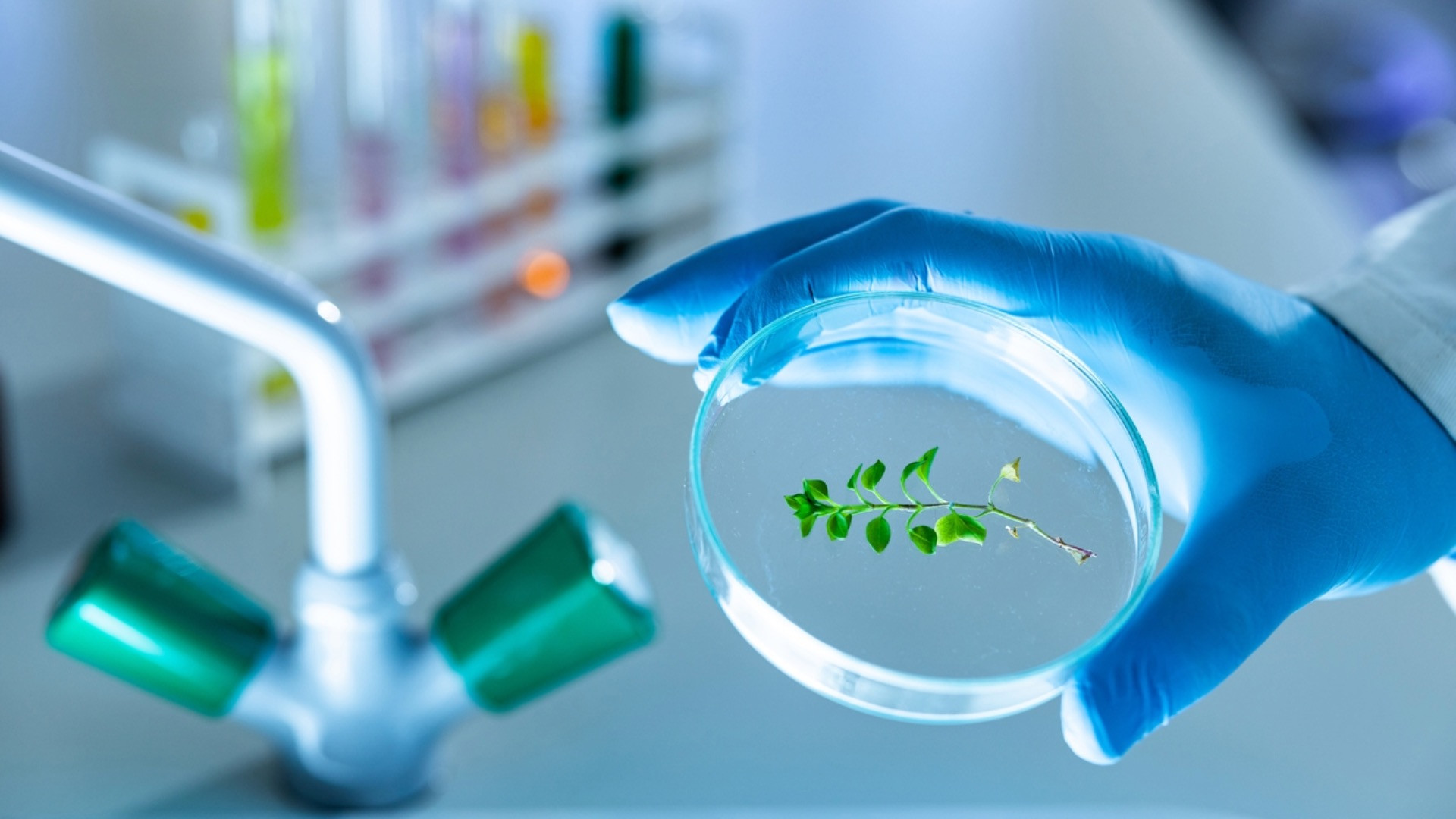 Students and farmers create new gene-editing tool for plants