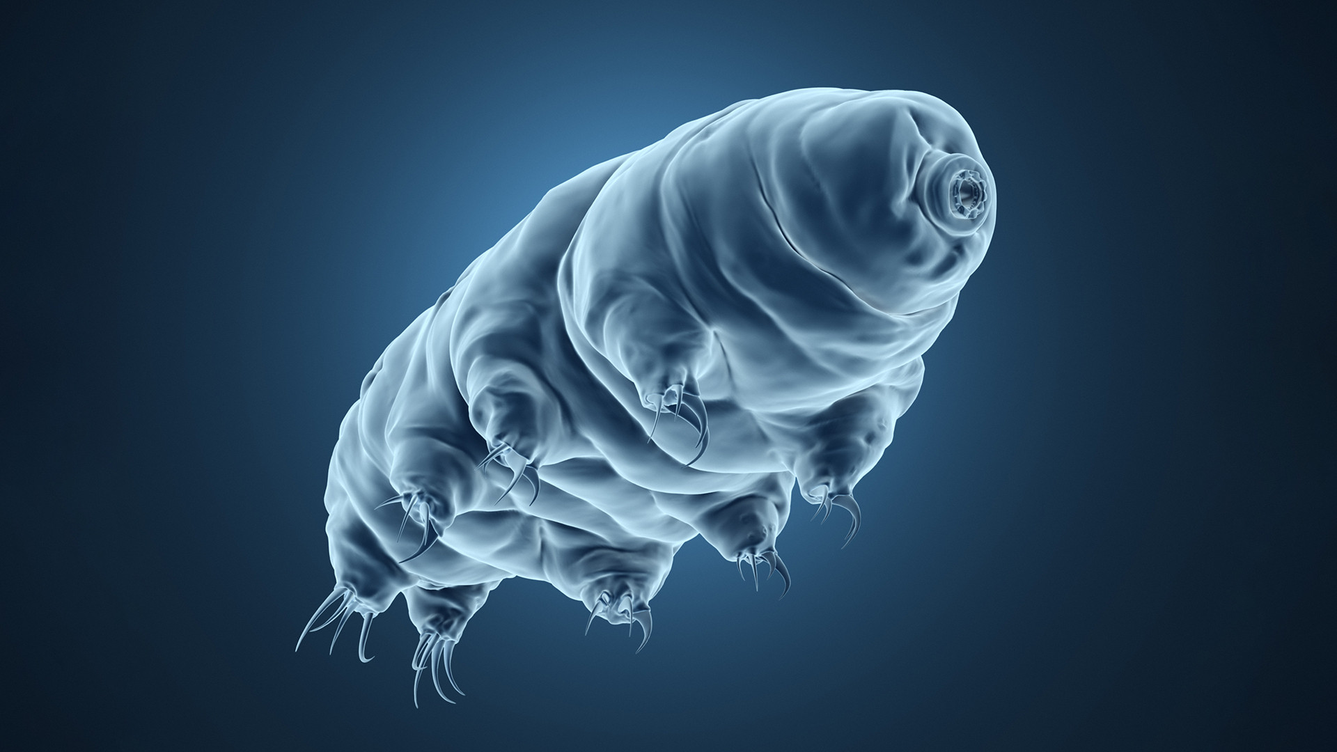 What tardigrades can teach us about life and death