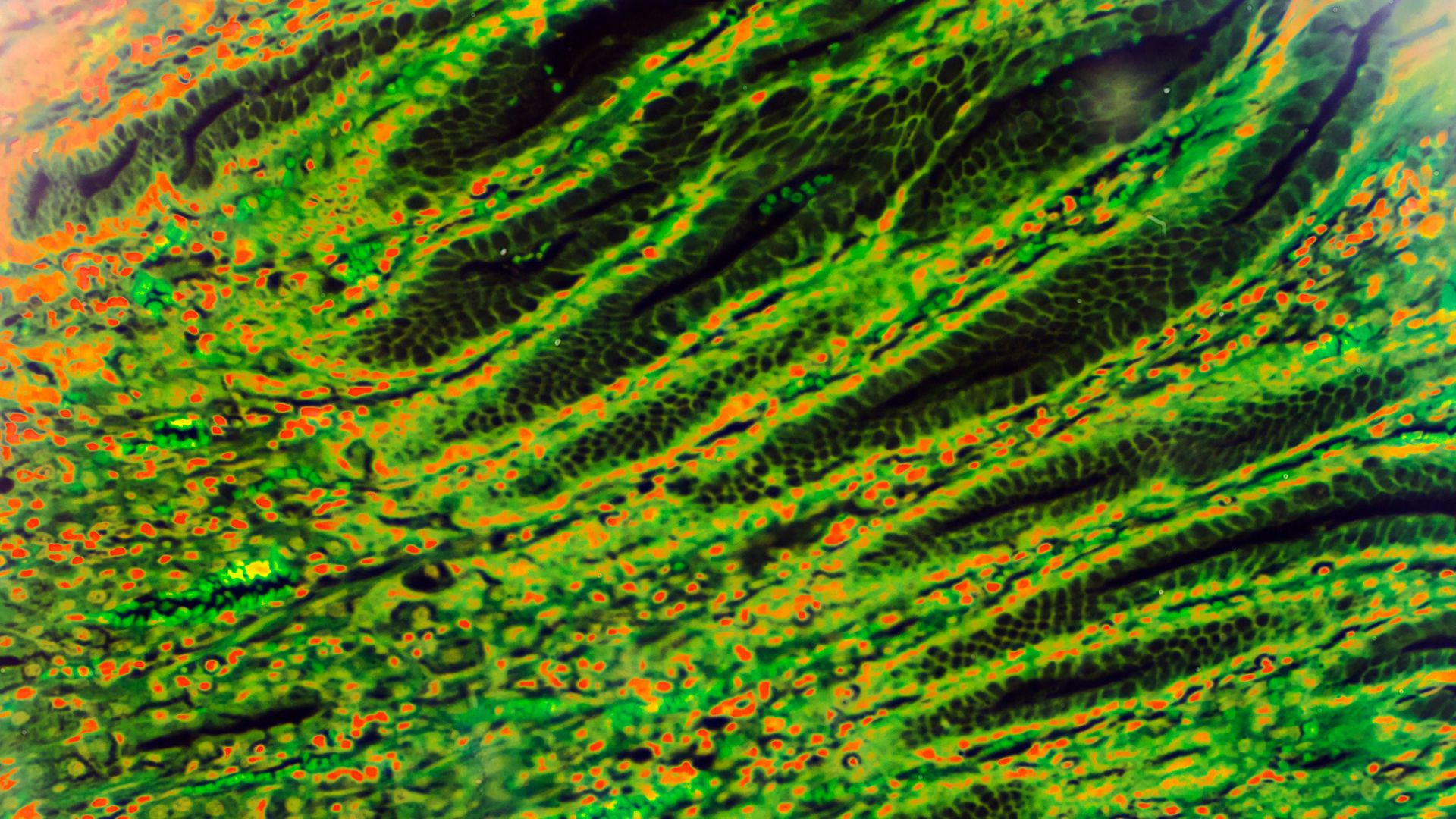 Cells spill ‘time travel’ secrets with new color-changing fluorescent dyes