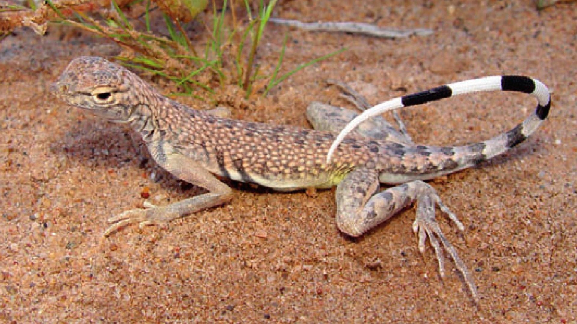 Chinese researchers unveil lizard-like robot for Mars exploration