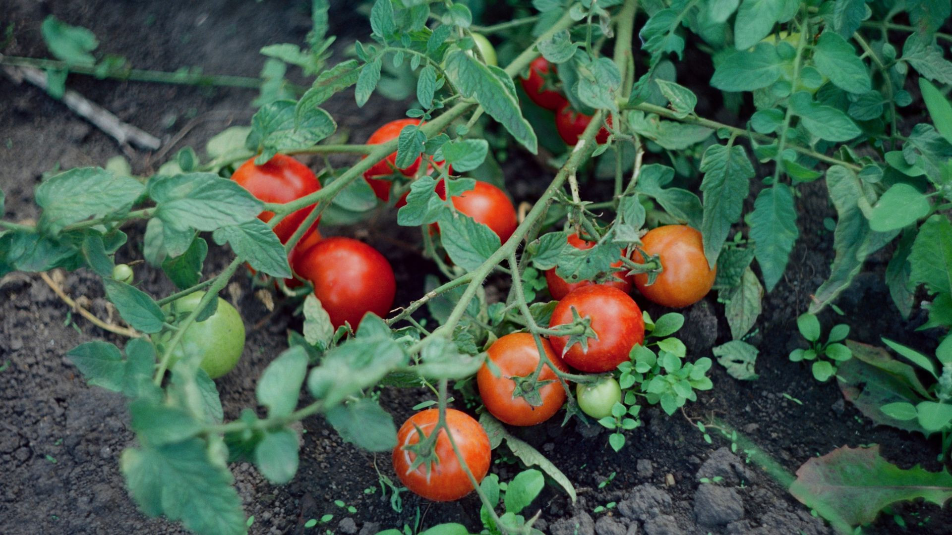 Compounds crafted via plant cloning, boosts crops, climate