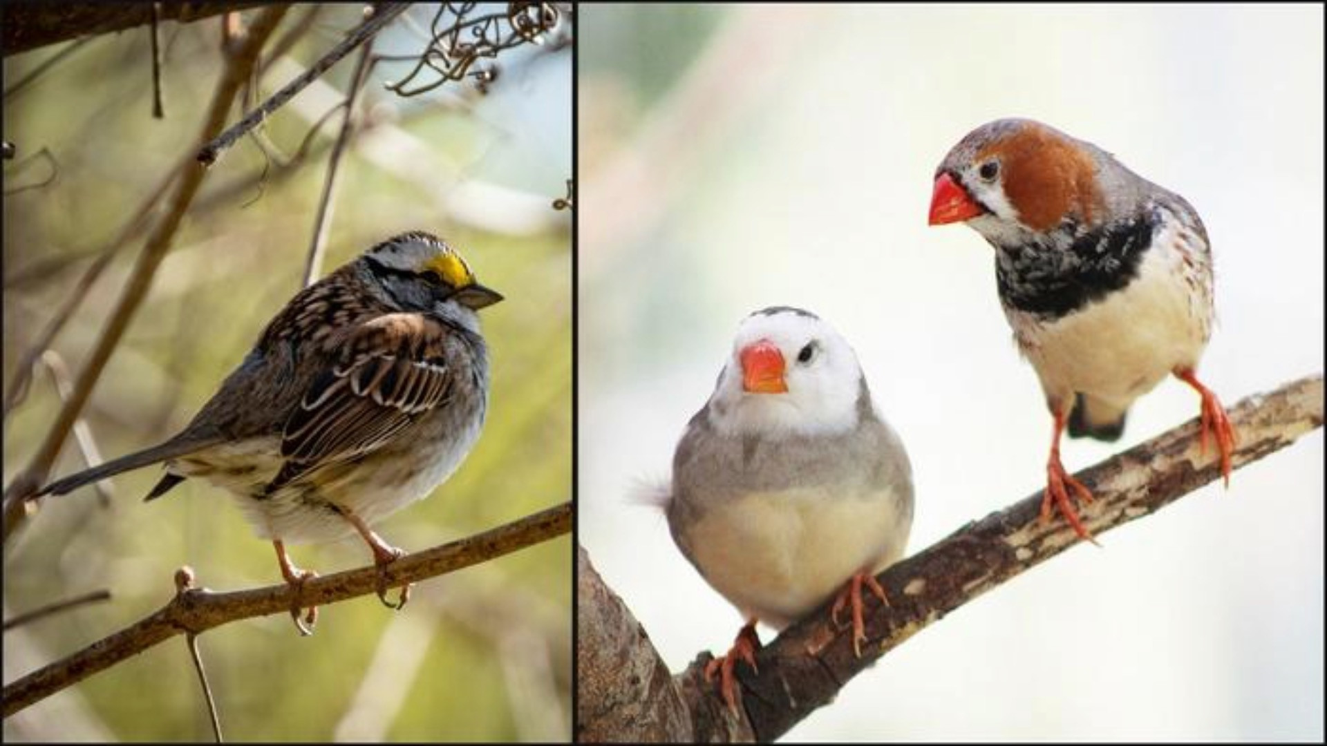 Birds' junk DNA inspires development of safe gene insertion method