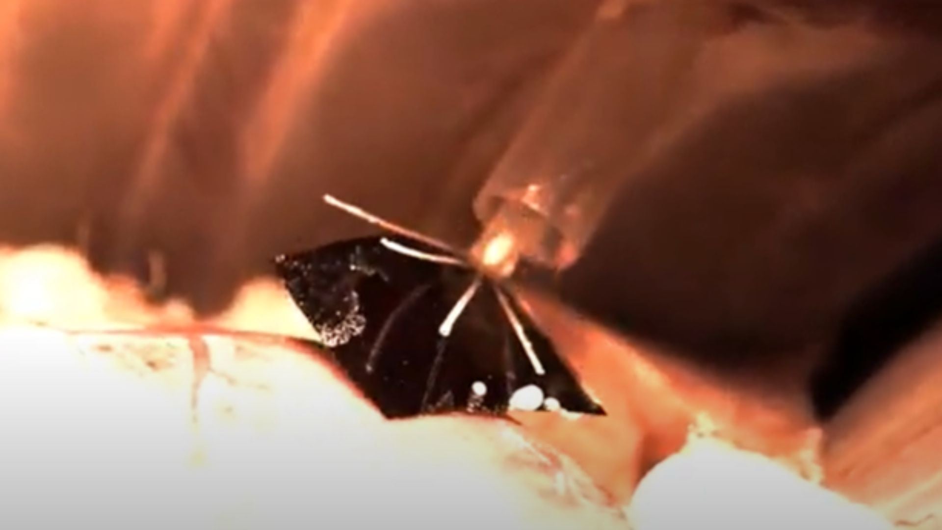 US scientists make ultra-thin pacemaker that's powered by light