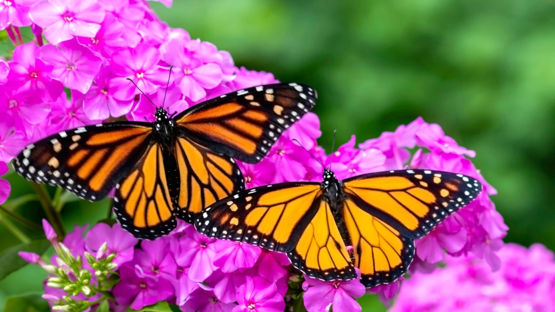 Butterfly genes mostly unchanged through 250 million years of evolution