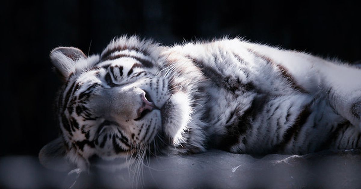 Will It Ever Be Possible to Record Dreams?