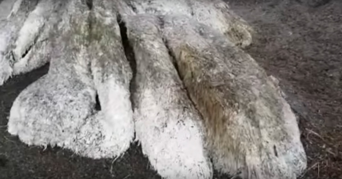 Massive Furry ‘Sea Monster’ Washed up on Russian Shore Baffles Locals