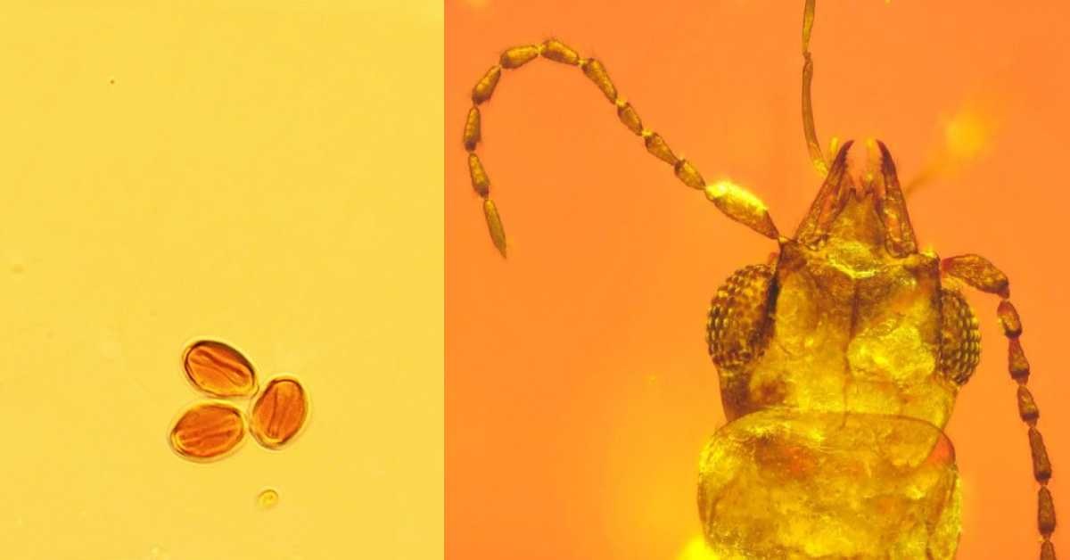 99-Million-Year-Old Beetle Found Preserved in Amber Holds Secrets of ...