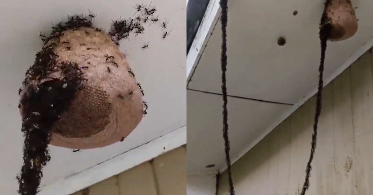Army Ants Attack Wasp Nest By Building Giant Hanging Bridge With Their ...