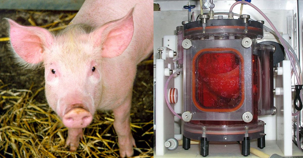 Four Lab-Grown Lungs Successfully Transplanted into Living Pigs