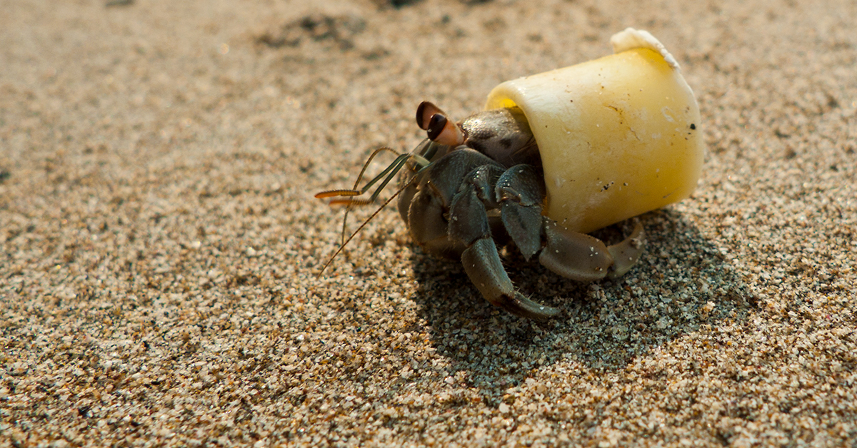 What Do We Do About Plastics?