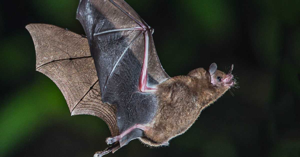Can Bats Live Forever? A New Study Reveals the Secret behind Bats ...