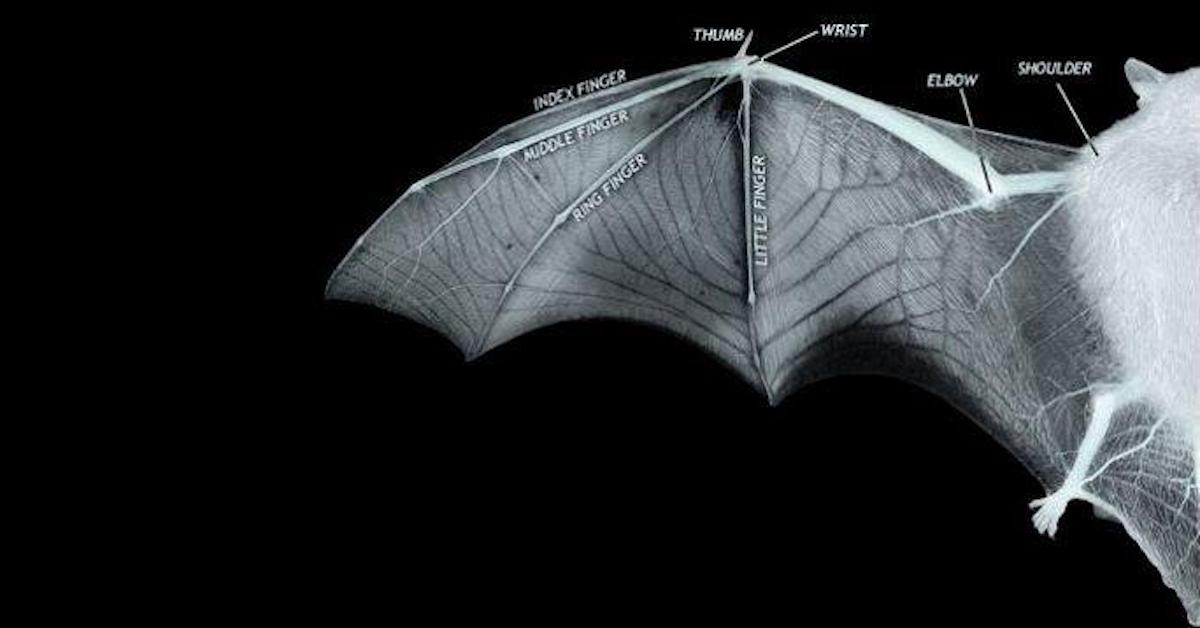 Bat Flight Inspires Next Generation of Wing Design