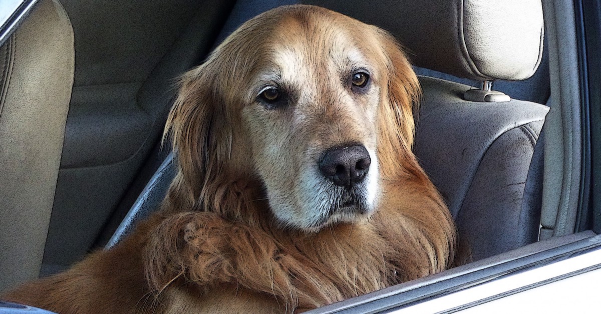 Tesla Introduces 'Dog Mode' to Keep Your Pet Cool