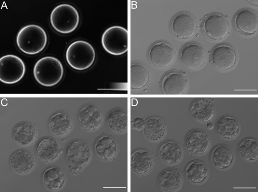 Scientists Clone Monkeys for the First Time, Getting Closer to Cloning ...